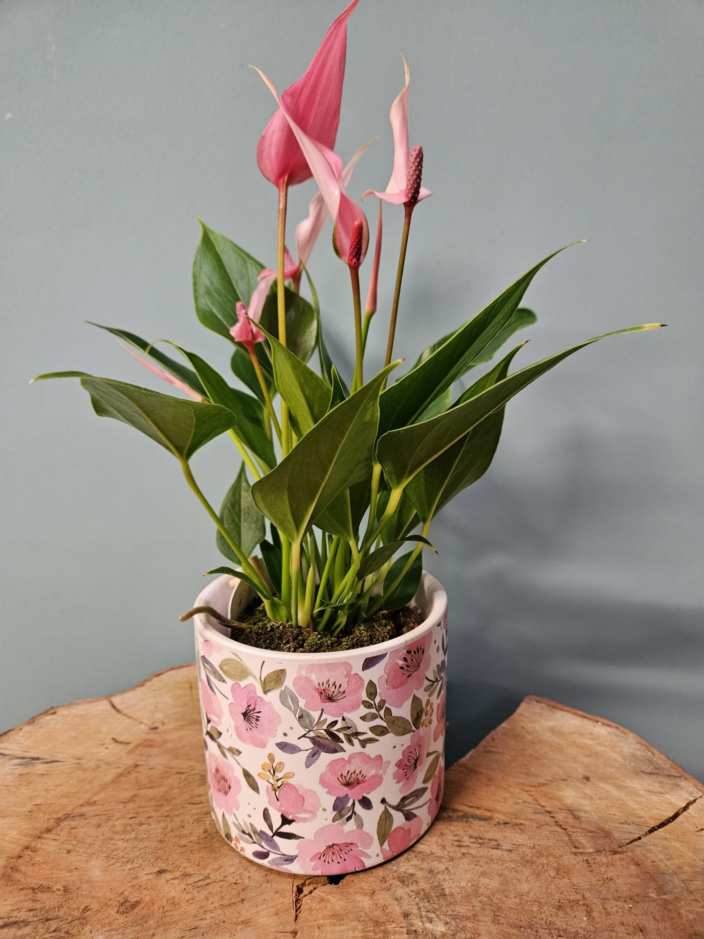 Gingerbread • Woodside Flowers